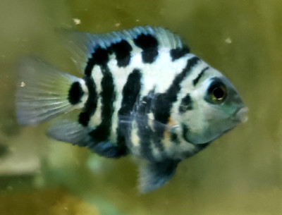1 Pack - Polar Blue Parrot Cichlid Live Freshwater Aquarium Tank Fish ...