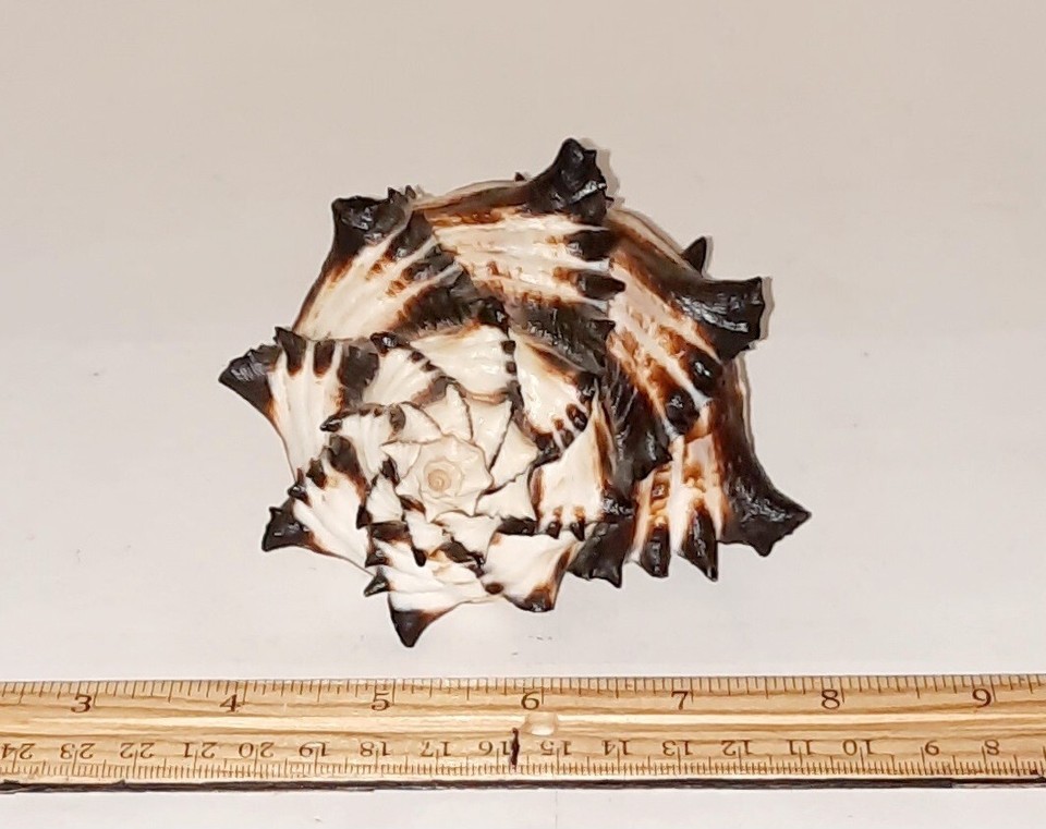 Exquisite 4½" Muricanthus Radix "Radish Murex" Sea Shell | eBay