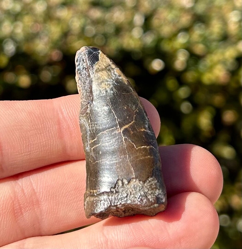 Uzbekistan Tyrannosaur Dinosaur Tooth RARE Timurlengia Bissekty ...