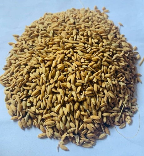 White Rice Paddy Seeds Natural Organic Dried Pure Ceylon Seed Gardening ...