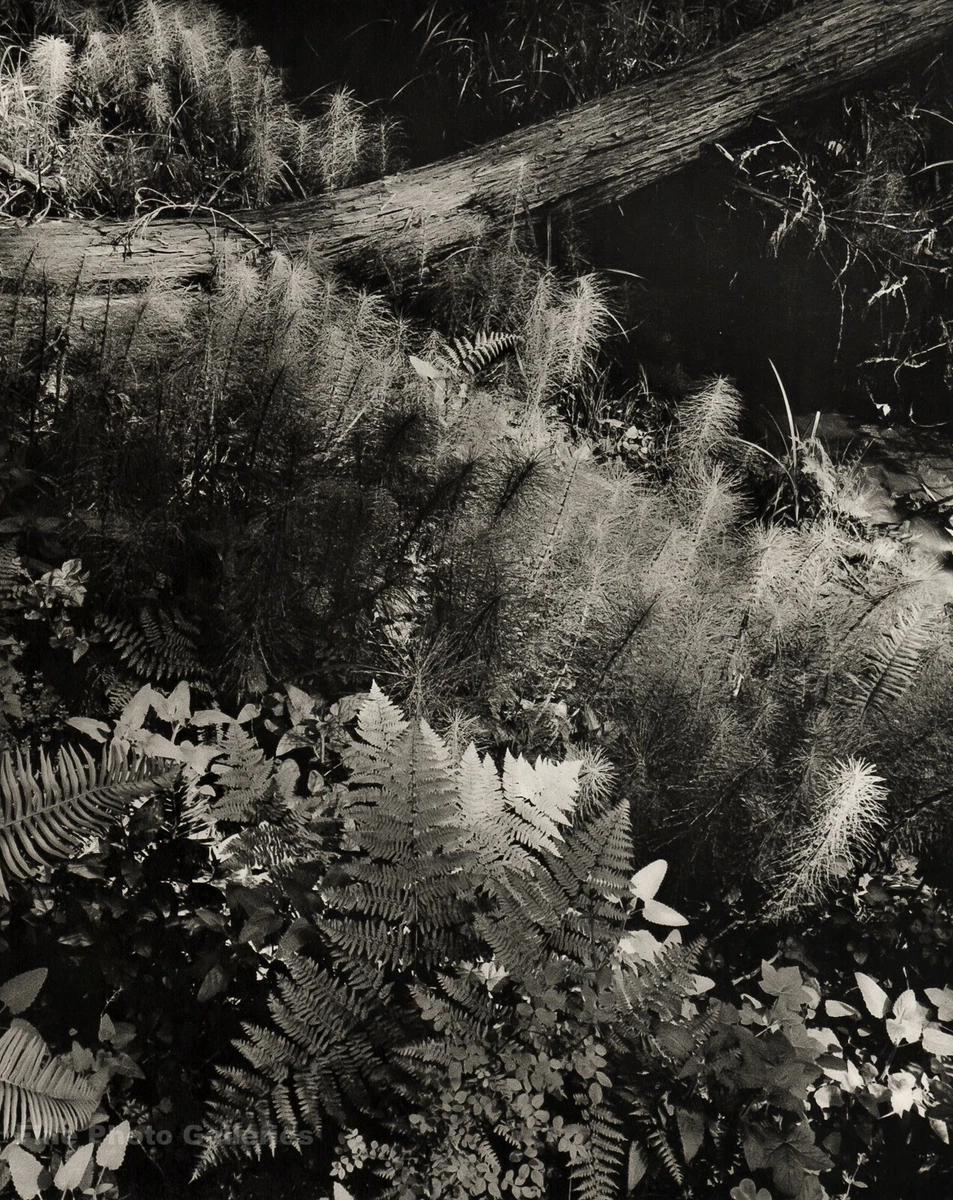 Philip Hyde Photography