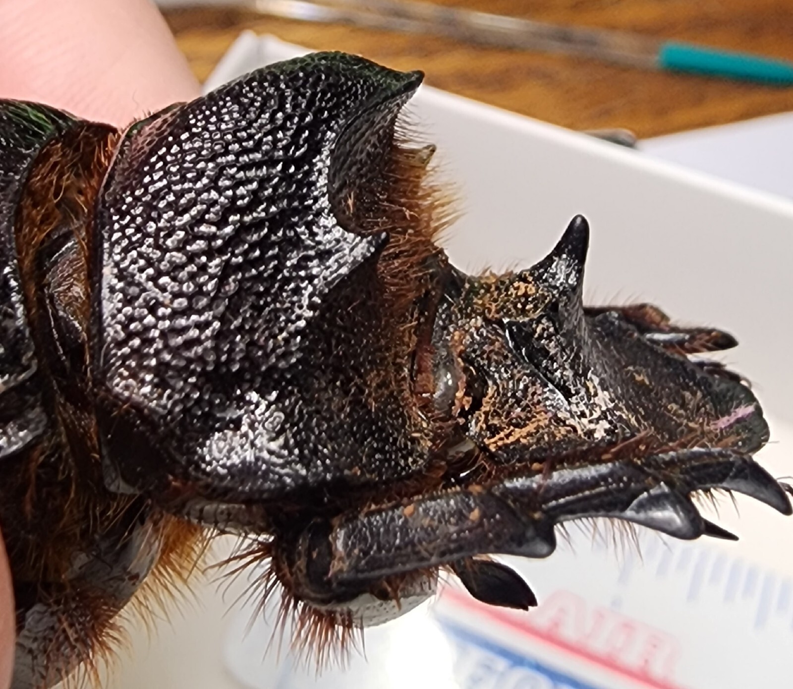 Scarabaeidae Heliocopris andersoni 52.07mm Female Zimbabwe K5 Africa ...