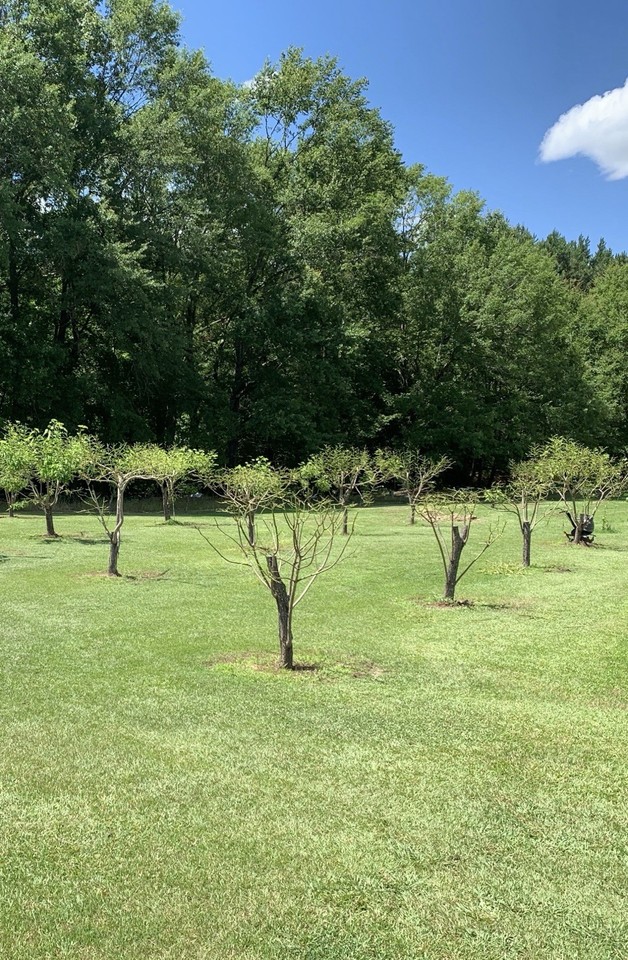 Southern Catalpa Tree Saplings, Catalpa Worm Tree, Catfish Candy ...