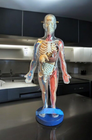Human Body Model with Tray Removable Human Torso and Body Parts | eBay