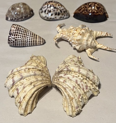 Beautiful Lot Of 6 Vintage Sea Shells. | eBay