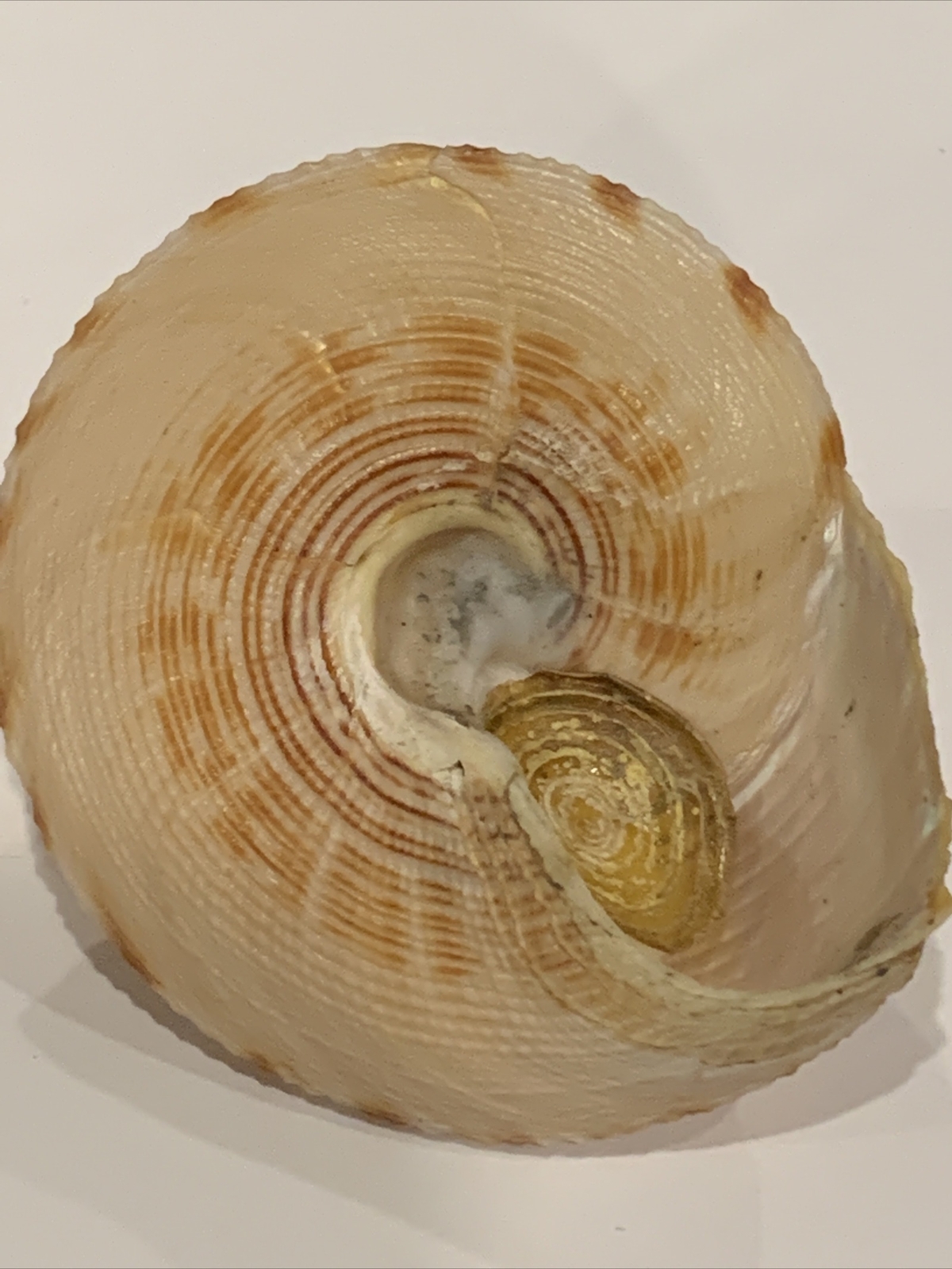 Calliostoma formosense 50mm F++ North EasternTaiwan | eBay