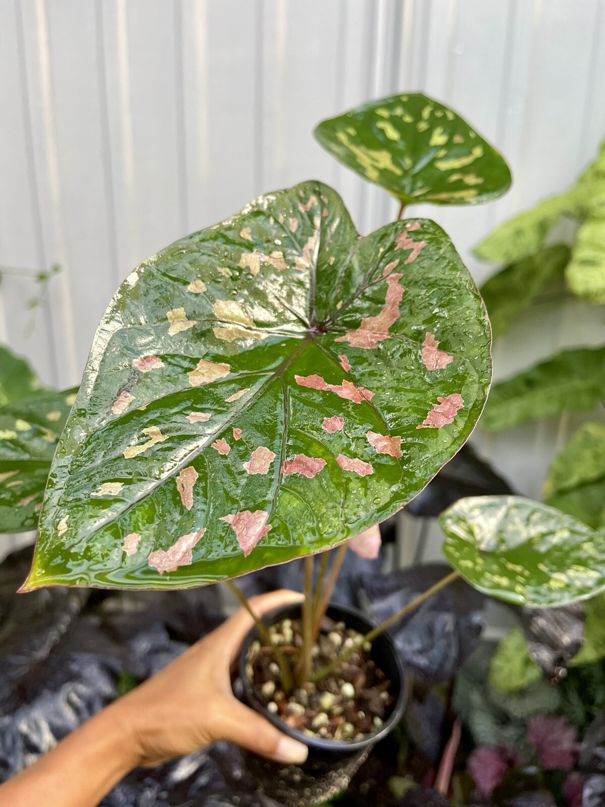 Caladium Clavatum ️ Rare Caladium Collector | eBay