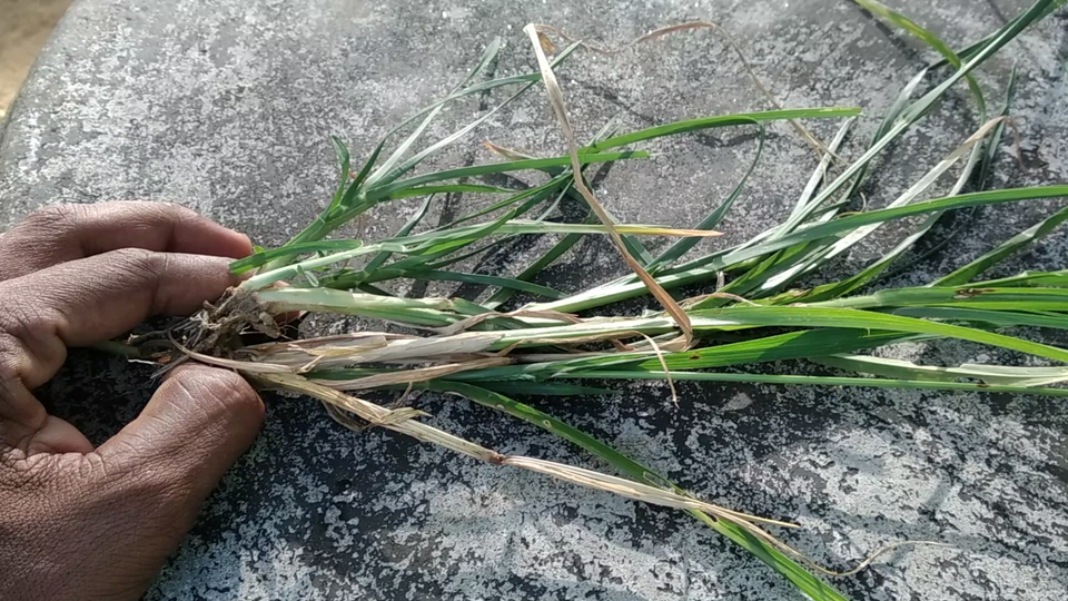Herbal Tea Dried Paragis Plant Goose Grass Eleusine Indica Ayurvedic ...