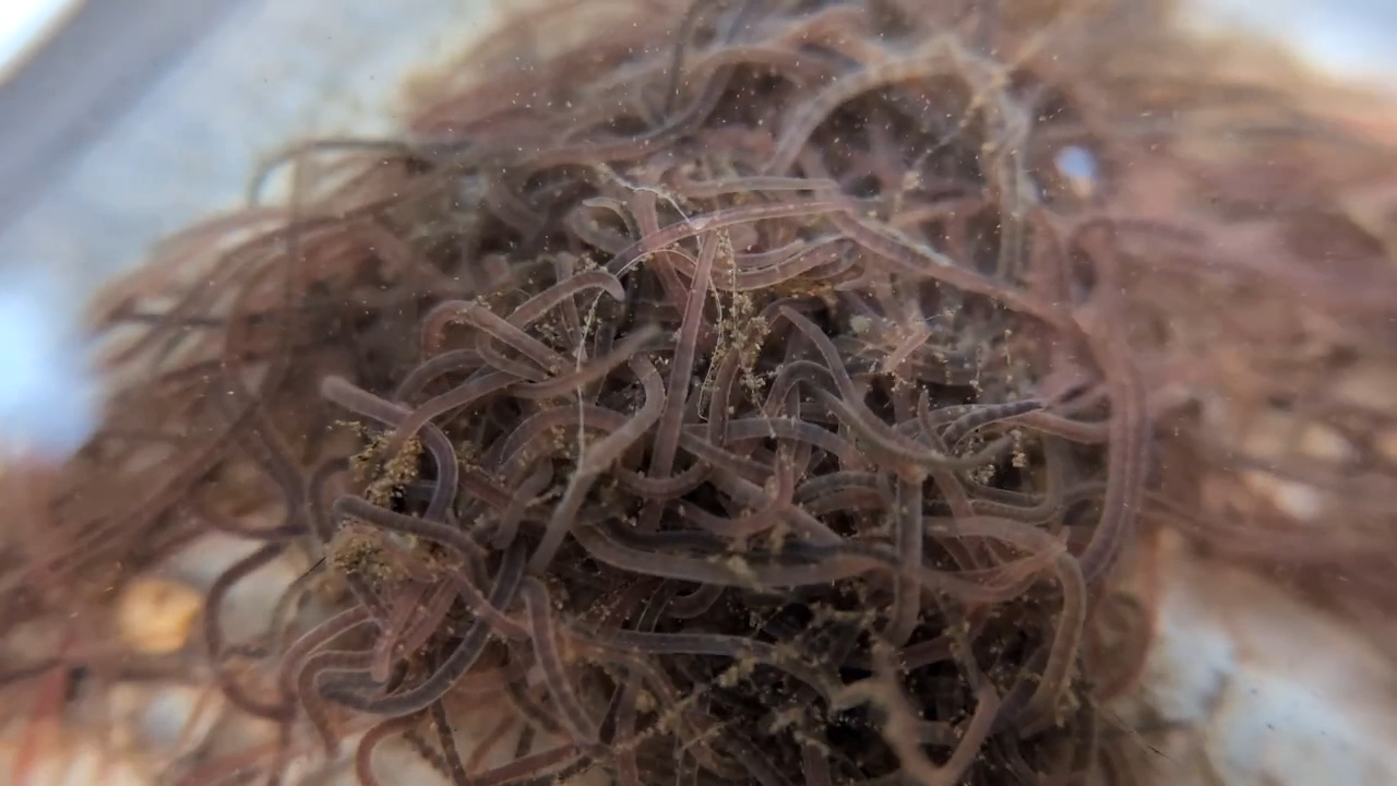 California Blackworms (Lumbriculus variegatus) – INDOOR-Cultured Live ...
