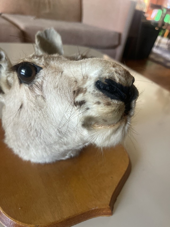 Kangaroo Taxidermy Bust Head Mount Plaque Vintage Rare | eBay