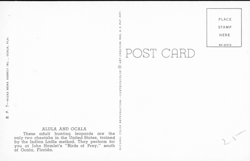 Postcard Ocala FL Leopards Cheetah John Hamlets Birds Prey A233 | eBay