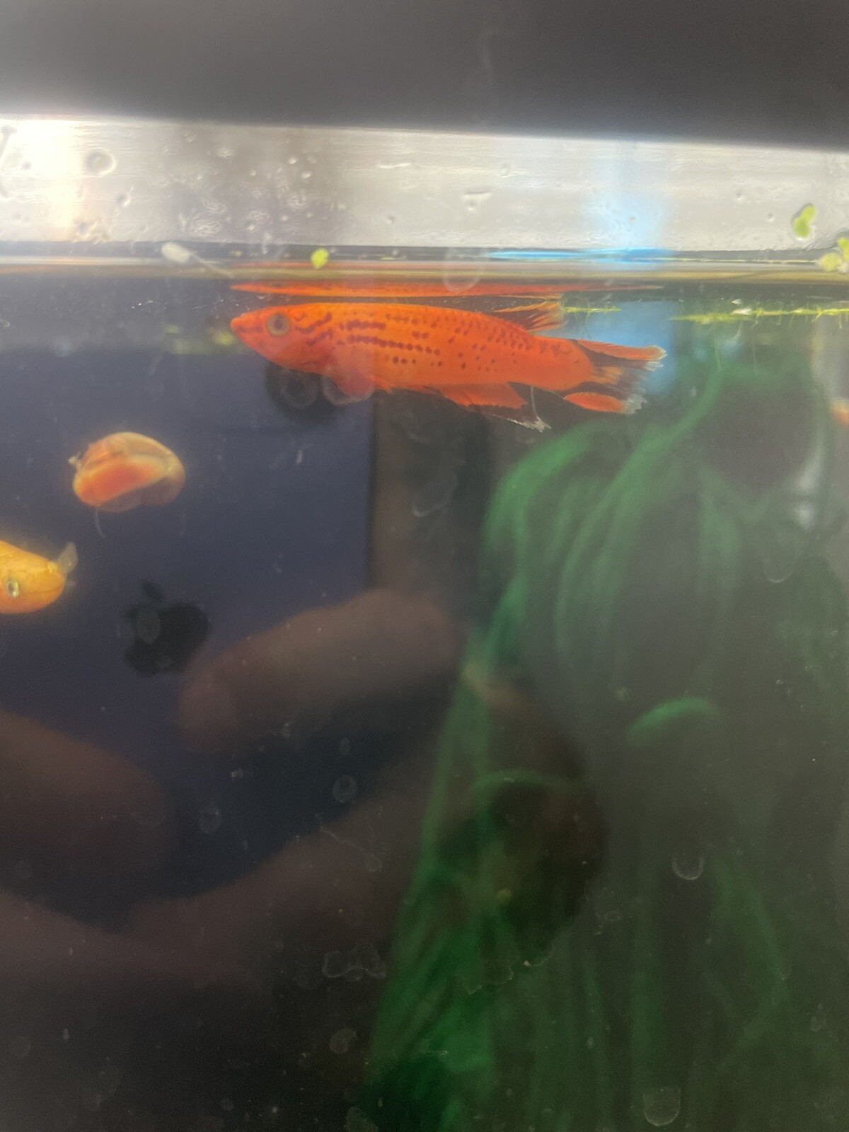 Aphyosemion volcanum killifish species profile >> killi.co.uk