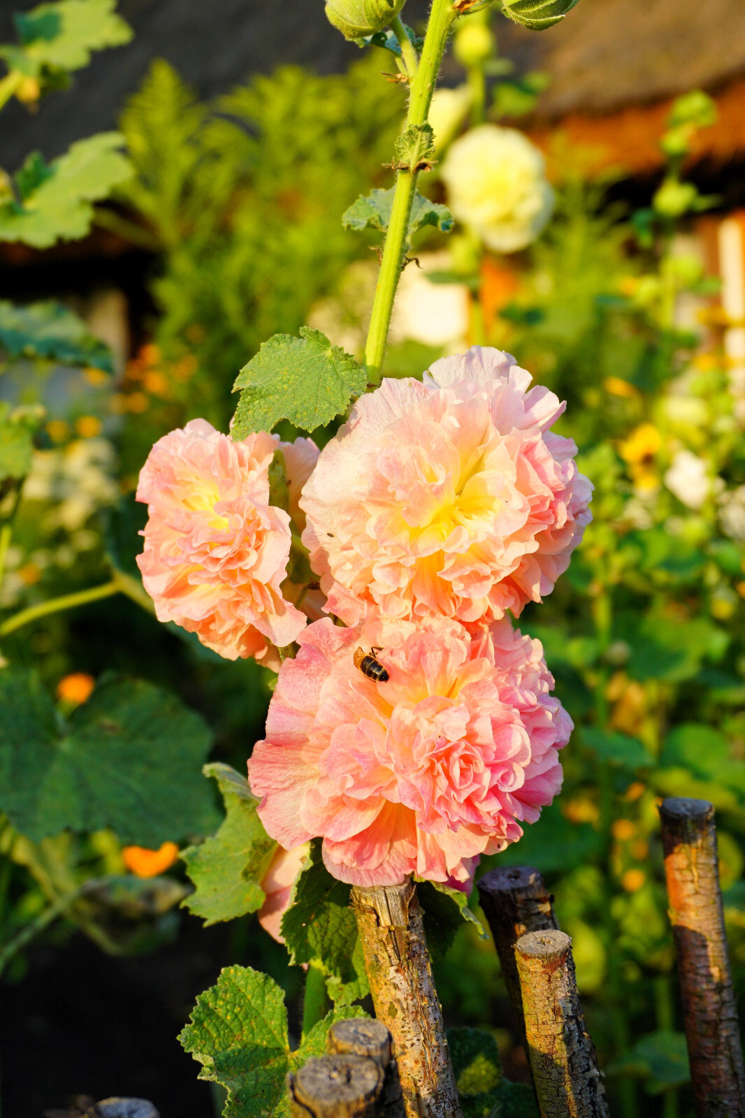 50 Dwarf Double HOLLYHOCK MAJORETTE MIX Alcea Rosea Red Pink White ...