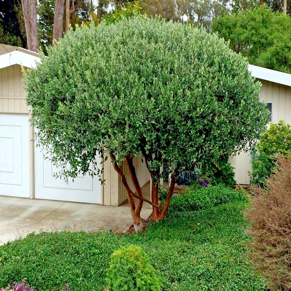 20 PINEAPPLE GUAVA TREE SEEDS "Brazilian Fig Guava Fruit" Tropical ...