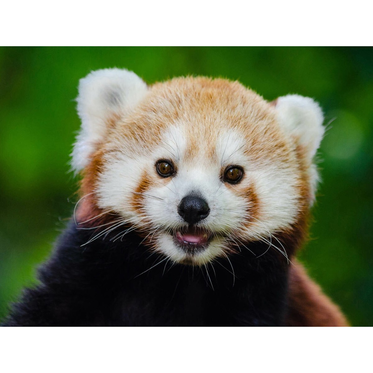 Red Panda Bear Wallpaper Sleeping Red Panda, Wildlife, Bears, Cute