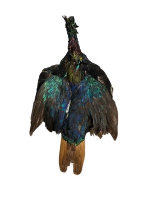 HIMALAYAN MONAL Male Pheasant Skin (imp-3) | eBay