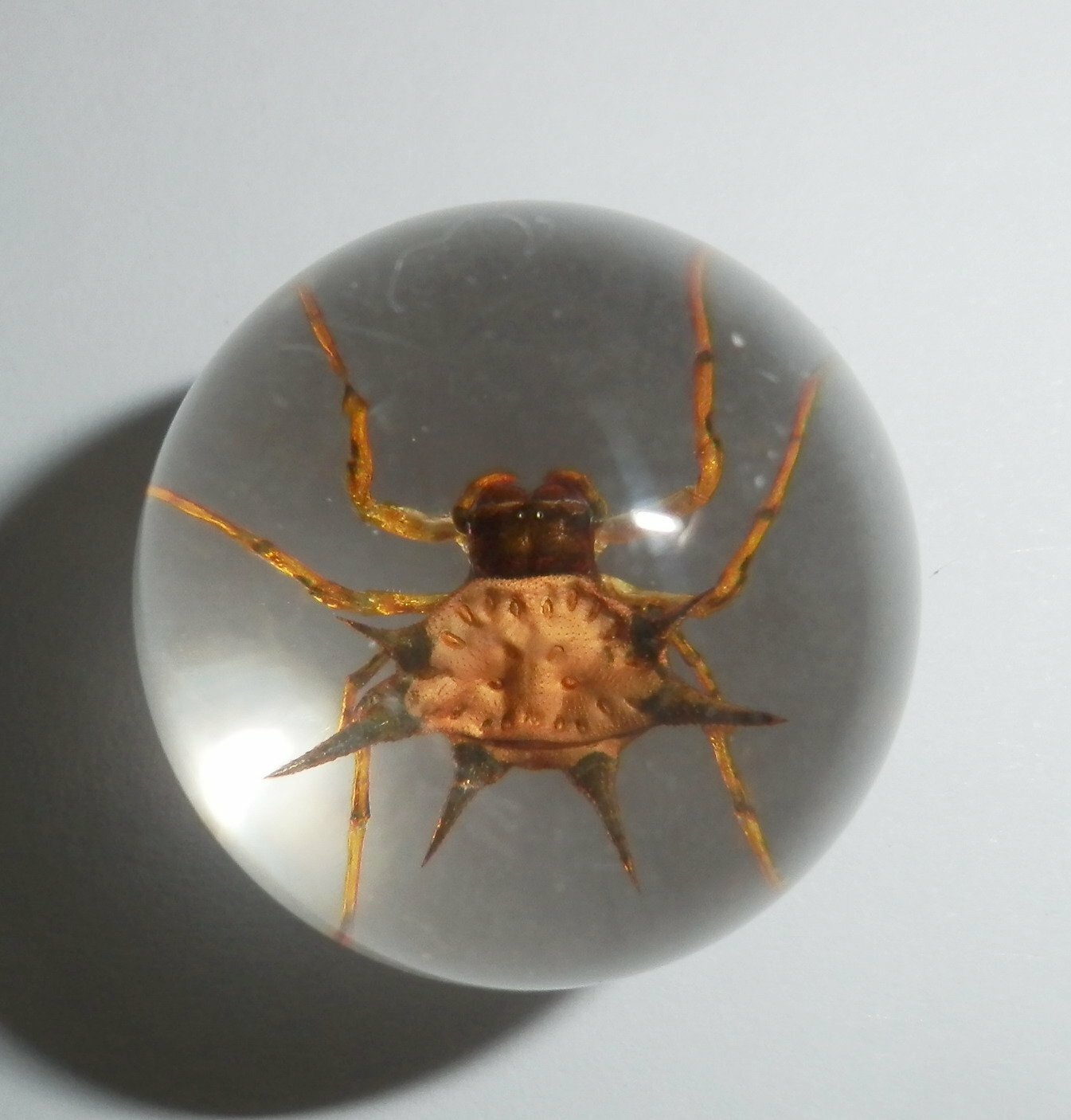 10 Insect Marble Collection Set plastic Box 2 cm Sphere Education Real ...