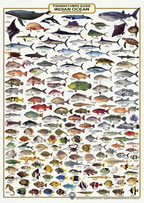 Australian Fish Identification - Indian Ocean WA - LAMINATED | eBay ...