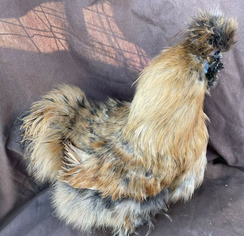6+ SILKIE/SHOWGIRL/SIZZLE Bantam Chicken Hatching Eggs MIXED COLORS | eBay