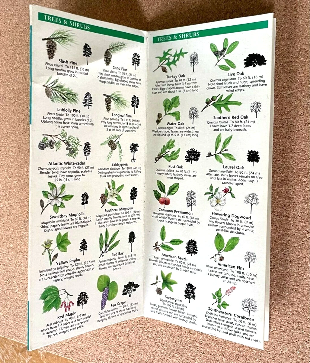 Florida Shrub Identification Guide