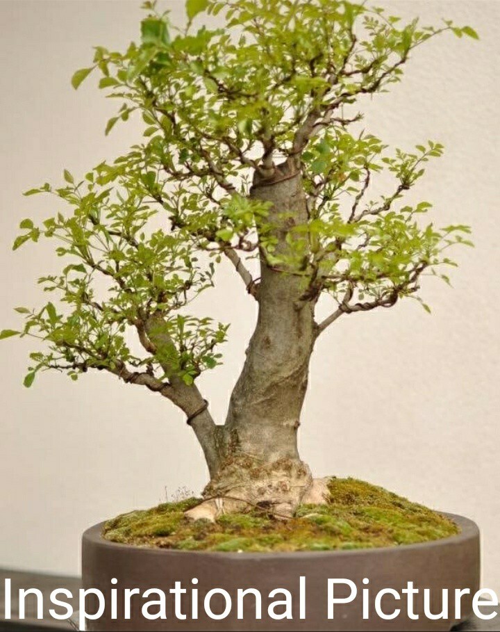 Ash Tree, Ash Trees 'Lightning Tree’ Fraxinus Excelsior. Bonsai ...