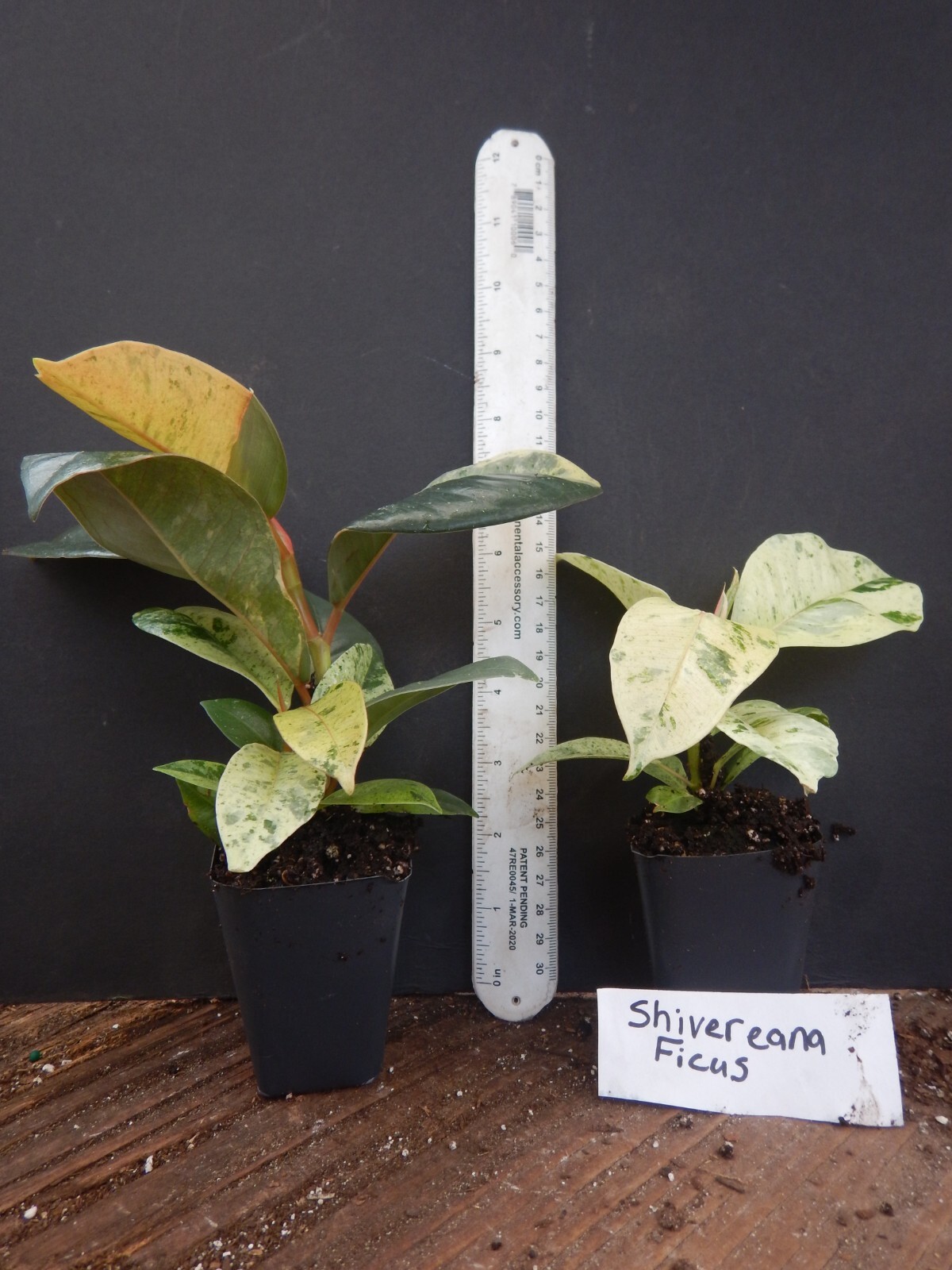 Ficus Shivereana Moonshine Variegated Rubber House Plant~ Rooted ...