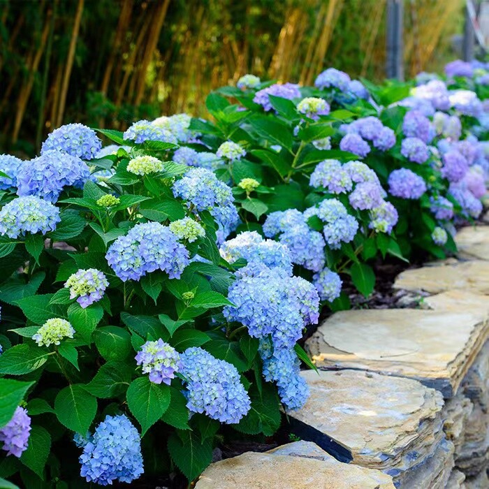 20 HYDRANGEA FLOWER SEEDS rare exotic ball bloom plant garden bush b ...