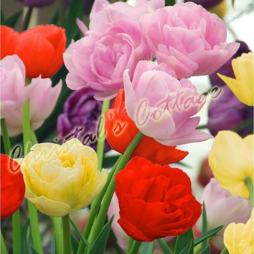 8 MIXED COLOUR DOUBLE TULIP AUTUMN GARDENING SPRING FLOWER BULB CORM ...