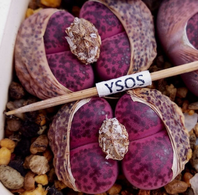 SEEDS - Lithops bromfieldii 'Rubroroseus' C393a ex Shimada JAPPAN 30 ...