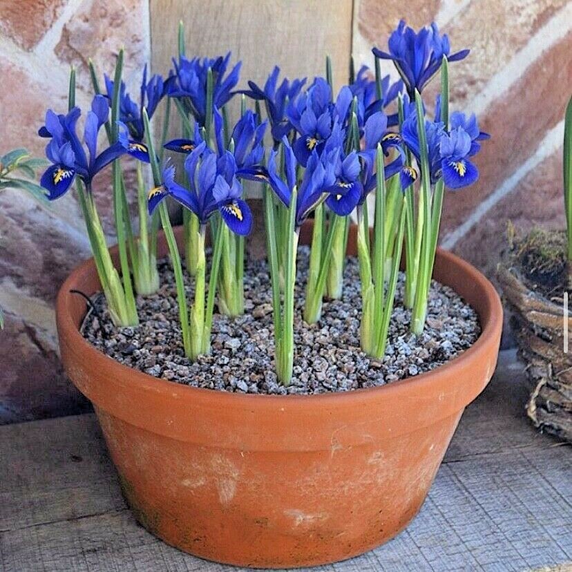 100 DWARF IRIS BULBS 'RETICULATA' | Spring Flowering Bulbs Garden ...