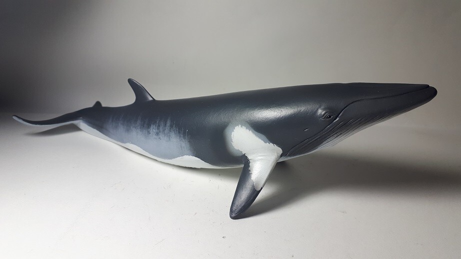 2019 NEW Collecta Animal Toy / Figure Minke Whale | eBay