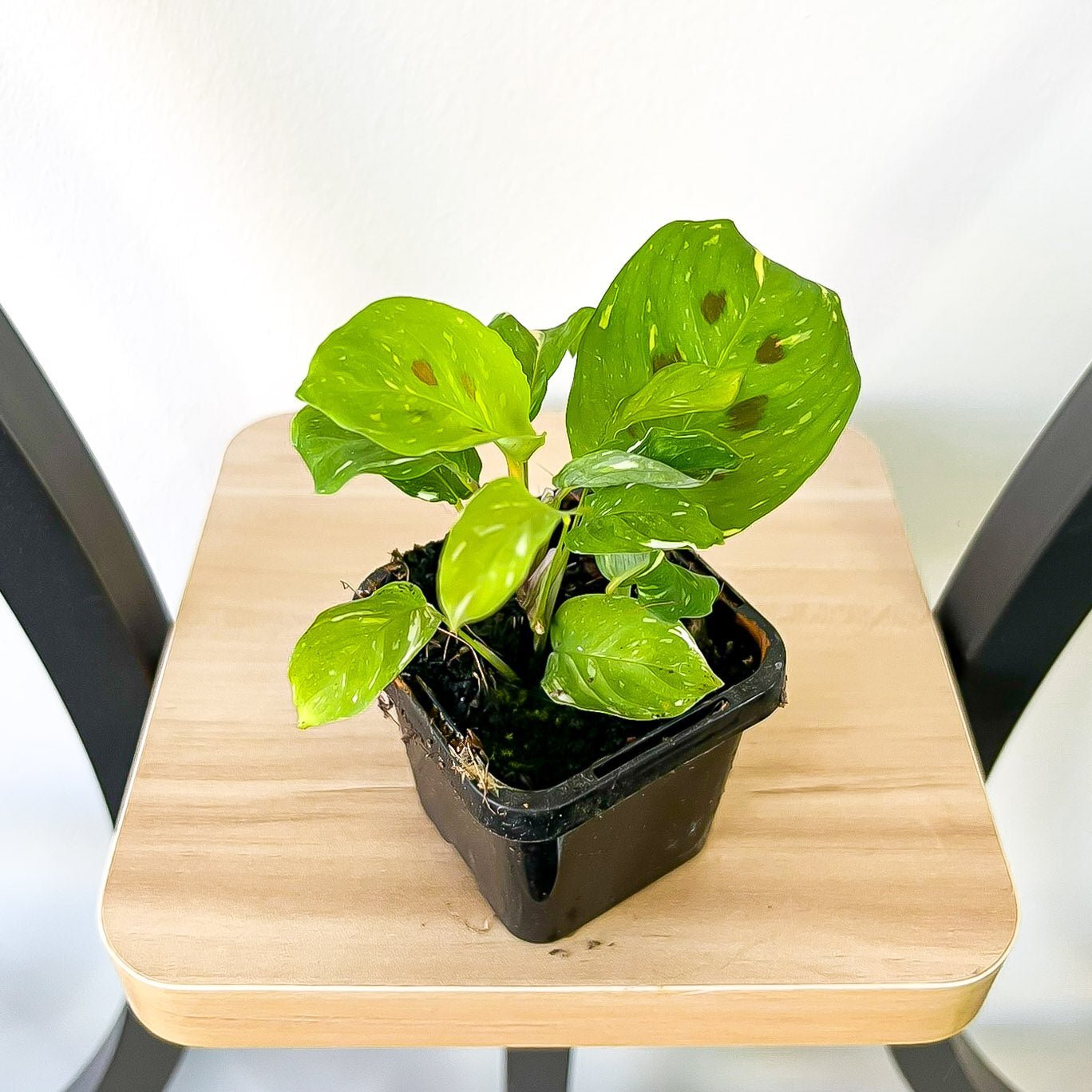 Maranta Variegated | Maranta Leuconeura Kerchoveana Variegata | eBay