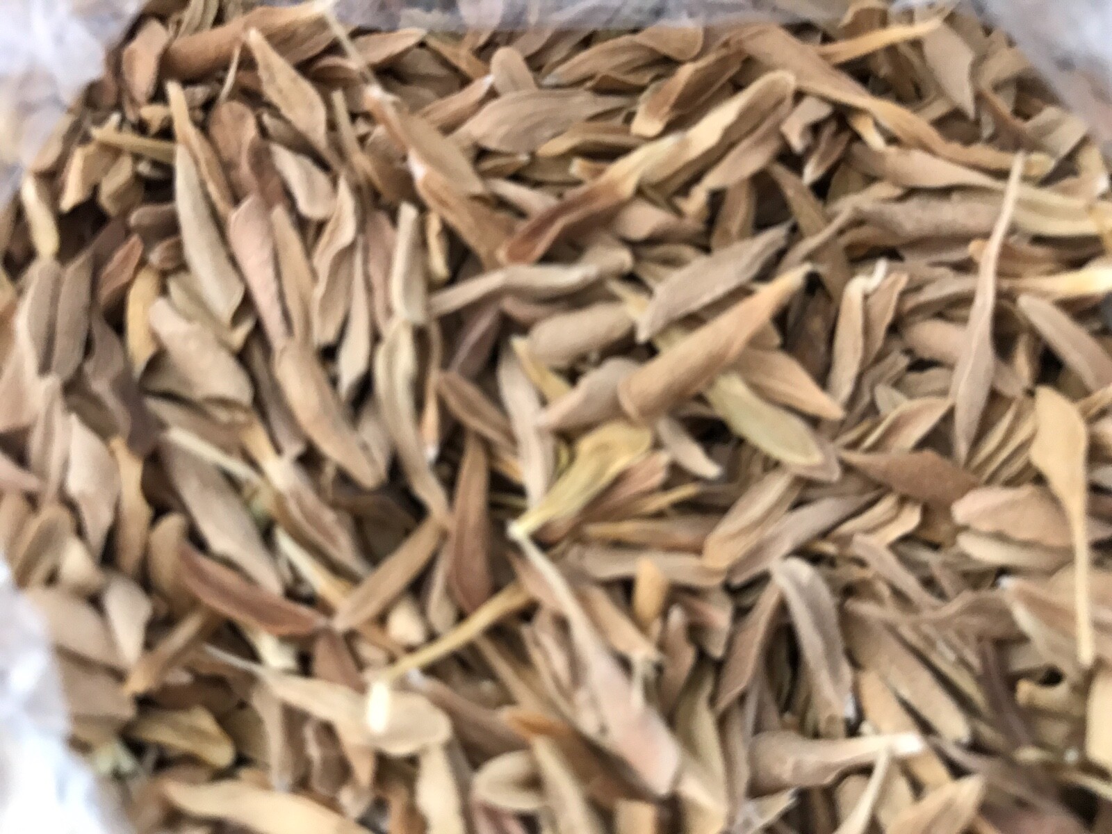 25 SEMILLAS DE LOROCO (FERALDIA PANDURATA)TAMALES PUPUSAS-LOROCO SEEDS ...