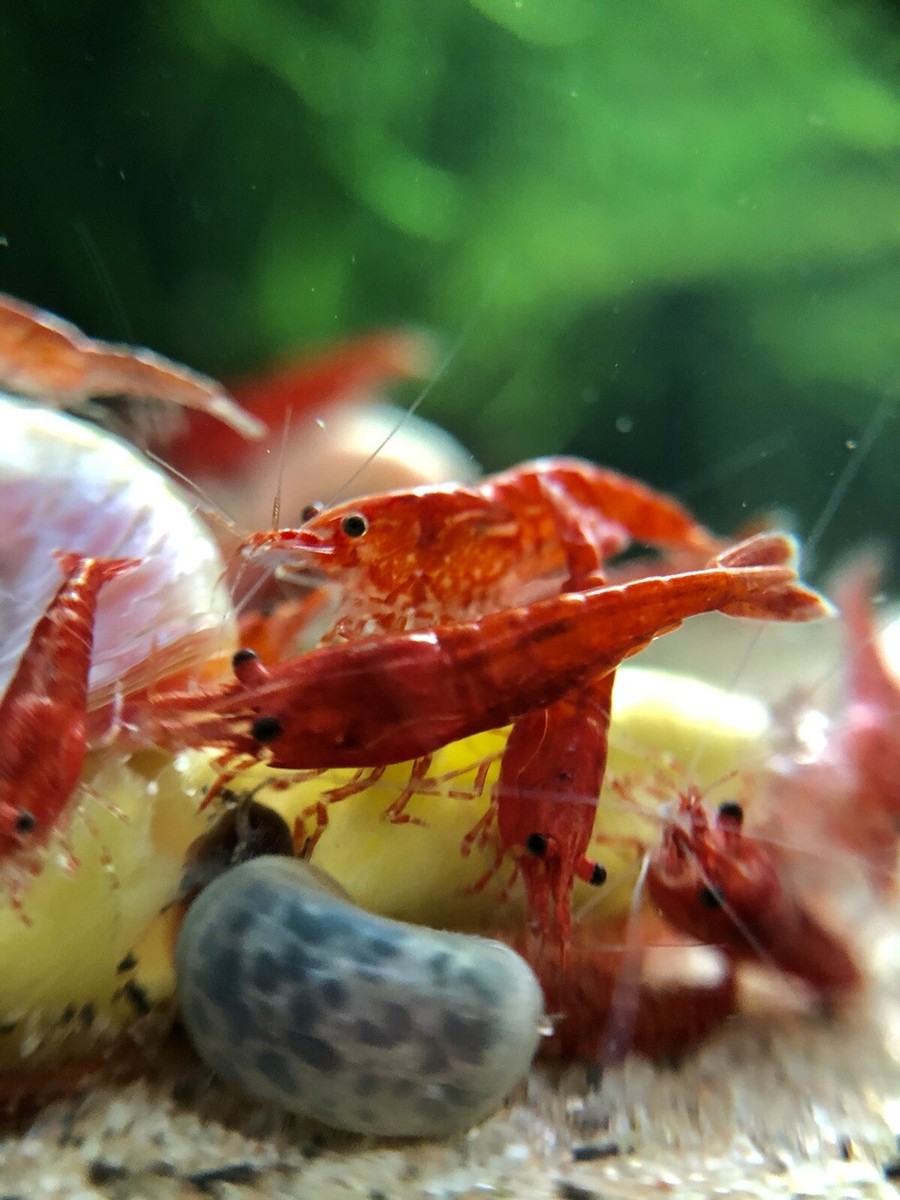 Red Cherry Freshwater Shrimp