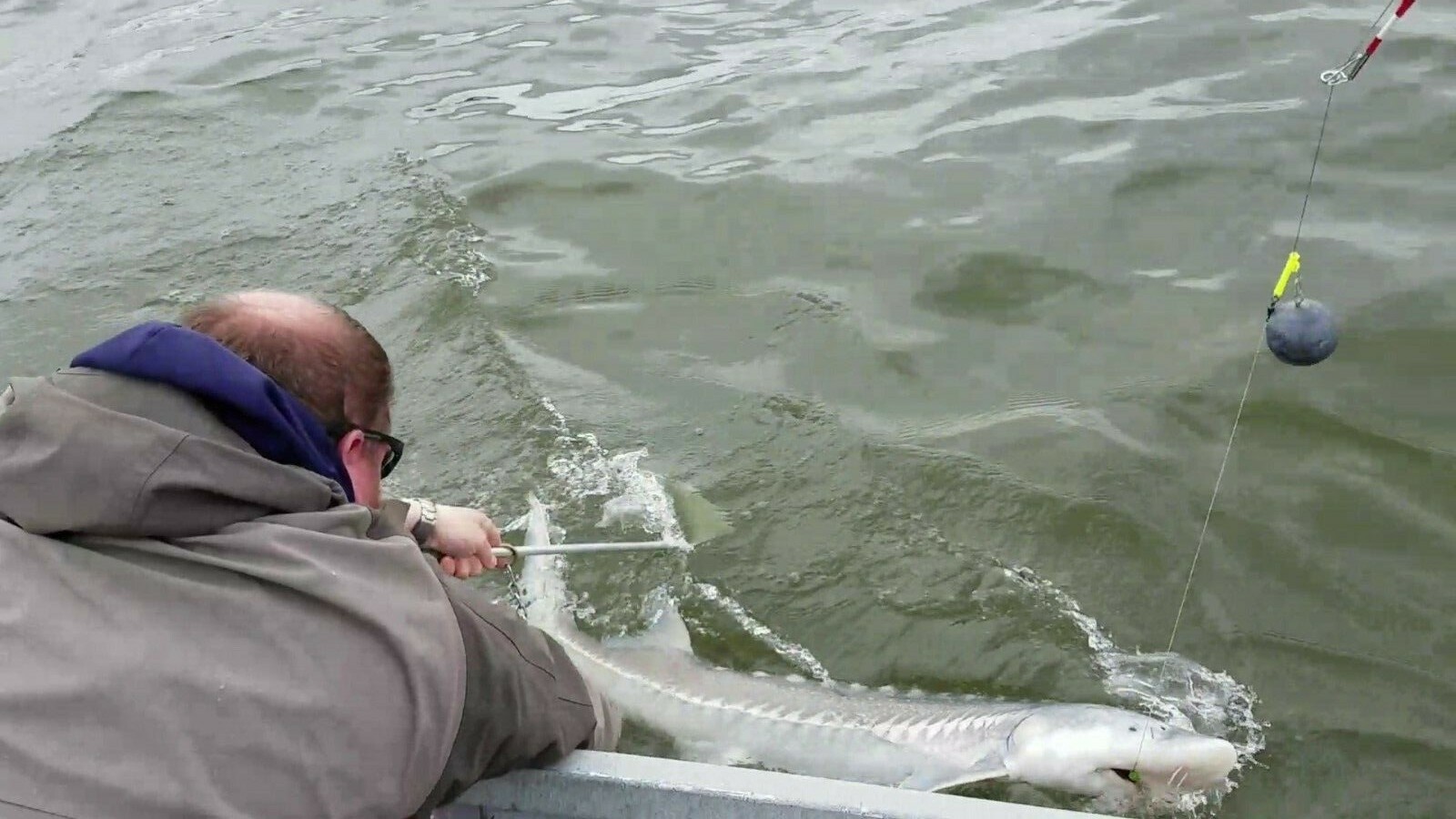 Fish Tailer - Used to secure a large fish caught on rod and reel by the ...