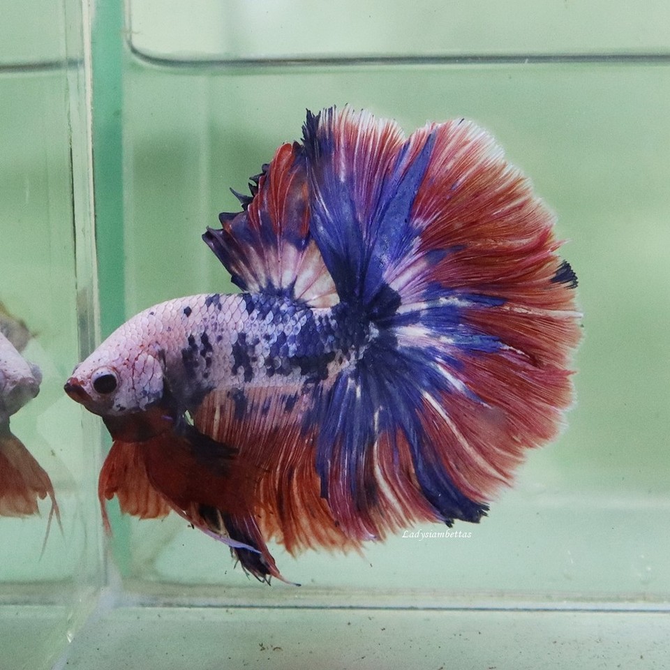 Live Tropical Betta Fish -- Blue Peach Halfmoon Male | eBay