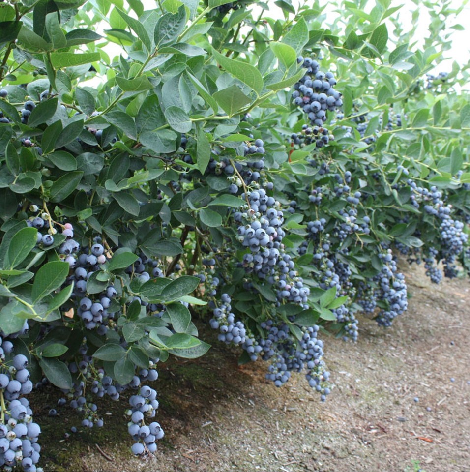 Blueberry Bush 'Titanium' in 1.5L Pot - New Variety - Delicious Large ...