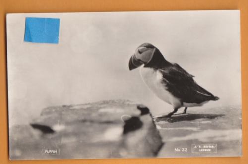 Shetland - A Puffin, Lerwick. J.D.Rattar Postcard | eBay