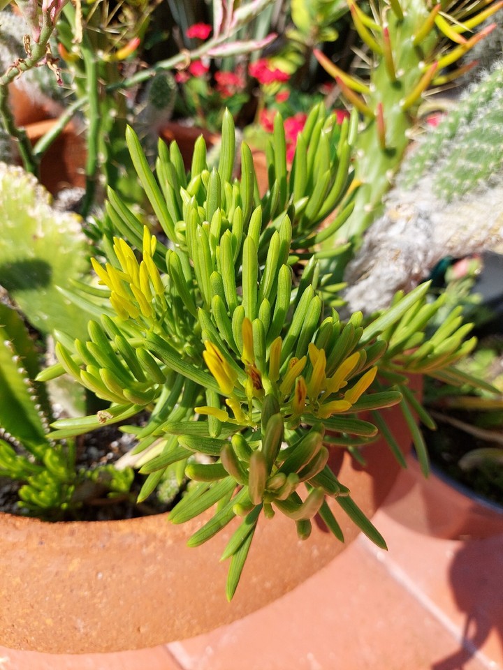 Senecio barbertonicus, Lemon Bean Bush, Succulent Bush Senecio ...