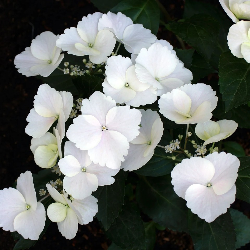 Hydrangea Plant White Runaway Bride Garden Ready Shrub 3.5L Pot | eBay UK