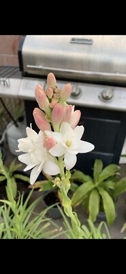Tuberose 2 Clumps Singles Bulbs Sz M/ L Rooted & Sprouted Ready To ...