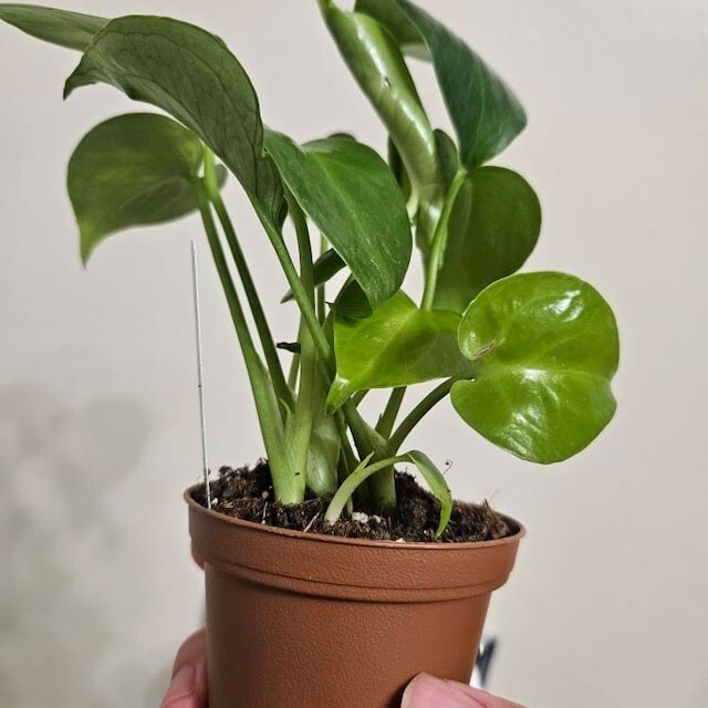 Monstera deliciosa, Split Leaf Monstera, Rooted Plants Shipped in 3 ...