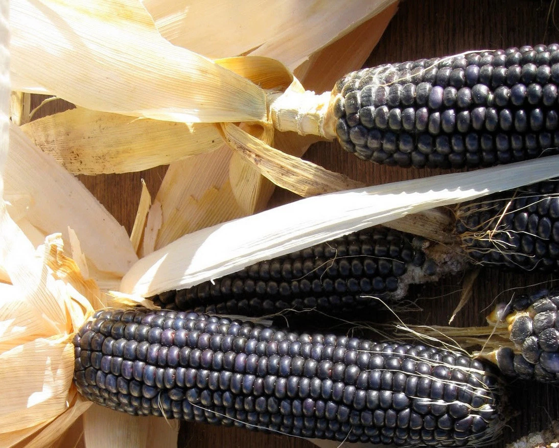 Hopi Blue Corn