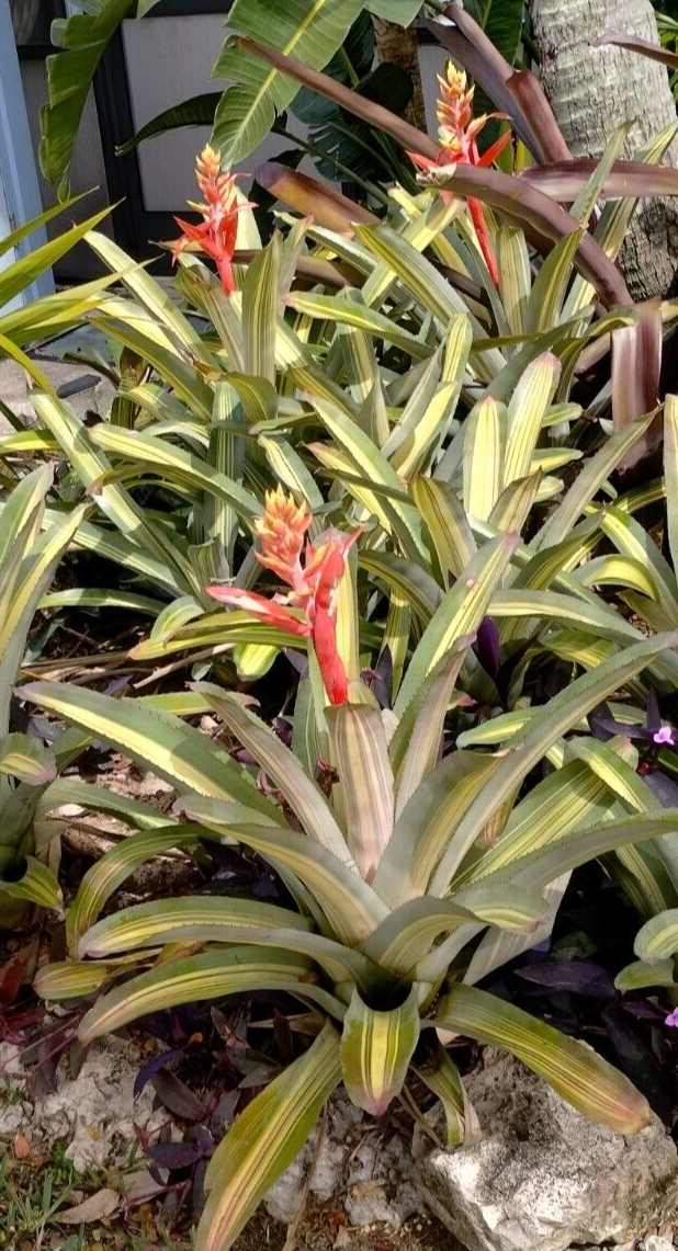 Full Sun Bromeliads For Florida Shady Gardening With Bromeliads