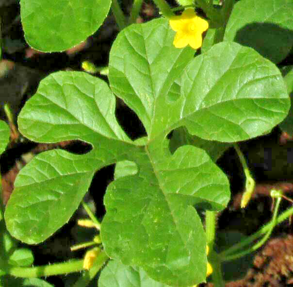 West Indian gherkin, Cucumis anguria, Gooseberry gourd, 60 seeds | eBay ...