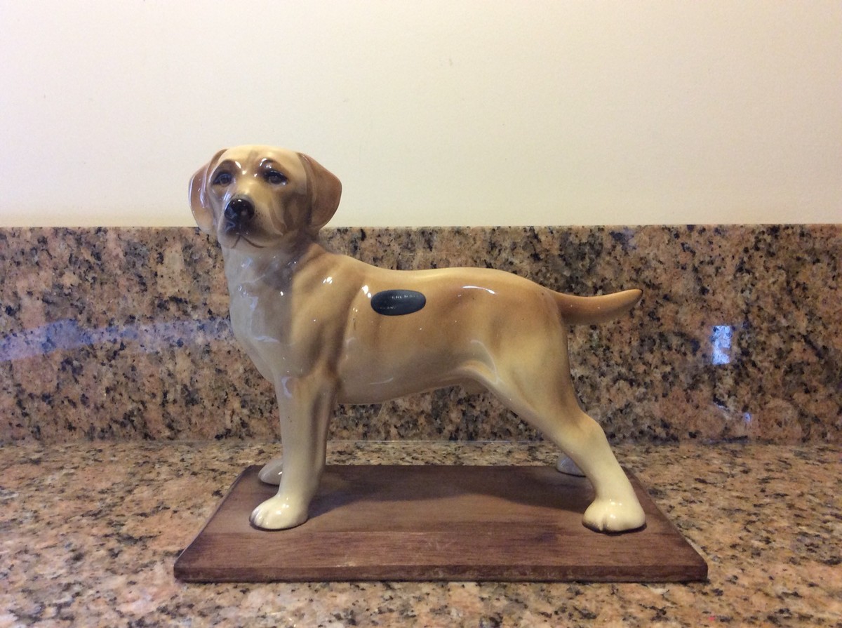 Gelber Englischer Labrador Retriever