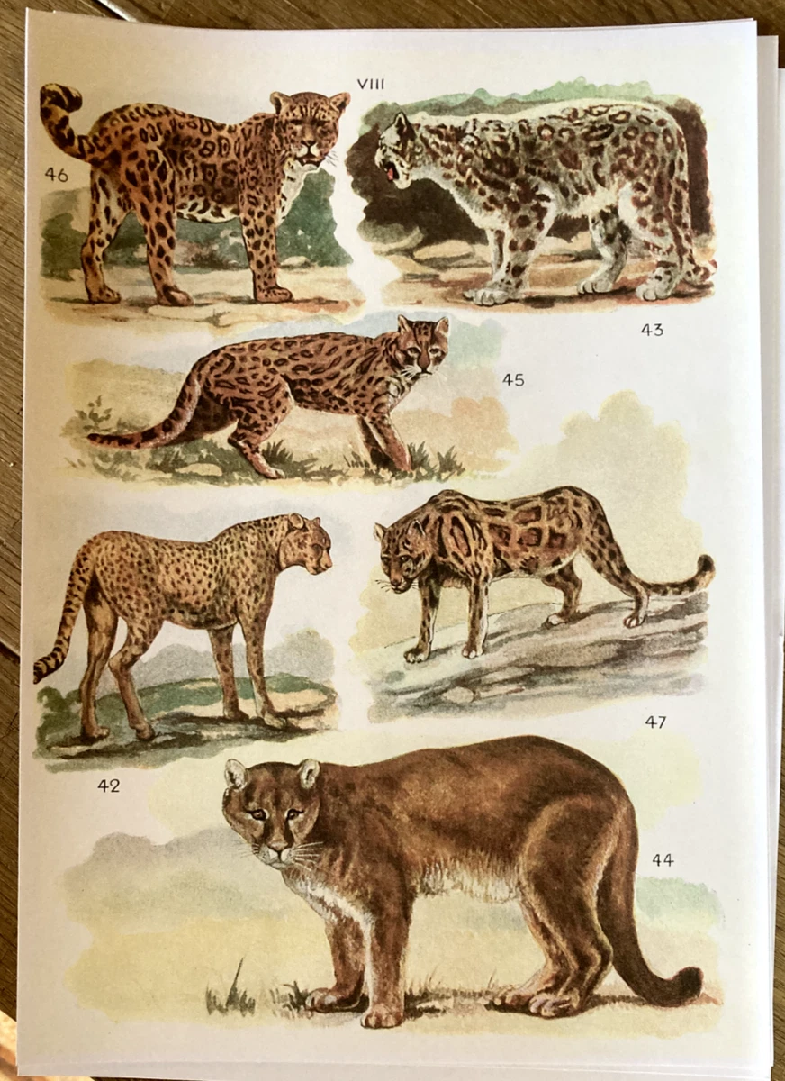 Jaguar Leopard Cheetah Panther Puma