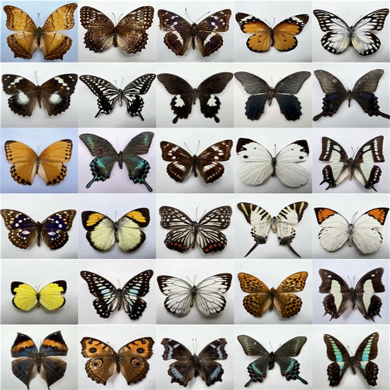 Real Butterfly Pictures In Nature