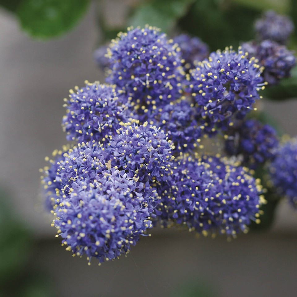 Climbing Shrub, Californian Lilac on Trellis, Compact, Hardy, 17cm Pot ...