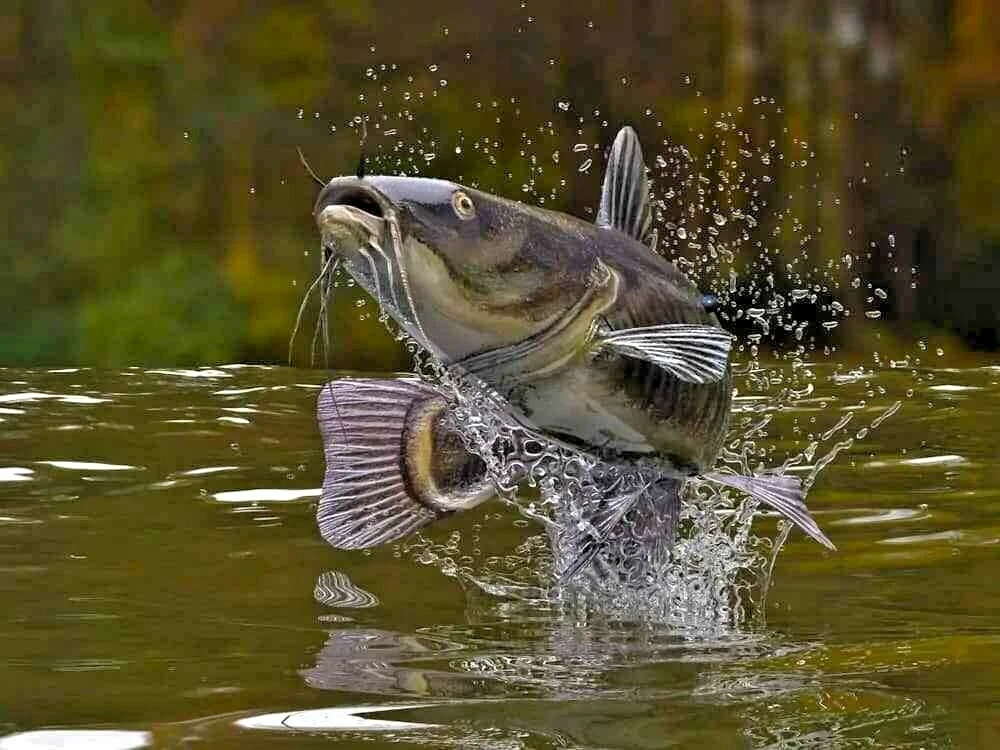 Flathead Catfish Rigs